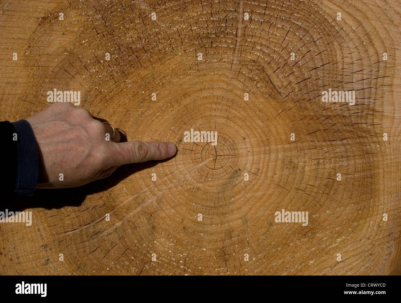 Timber trees hi-res stock photography and images - Alamy