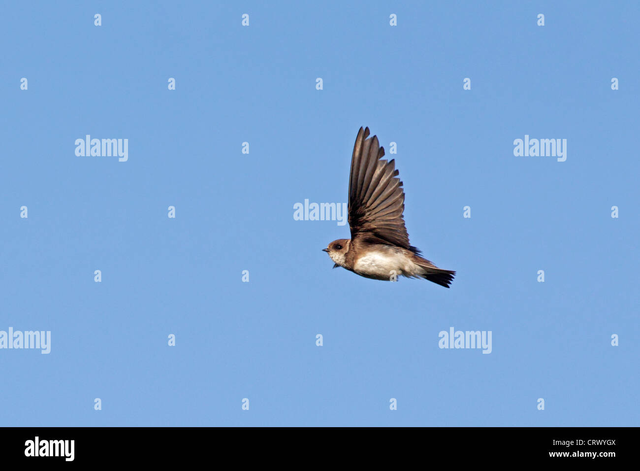 House martin in flight Stock Photo - Alamy