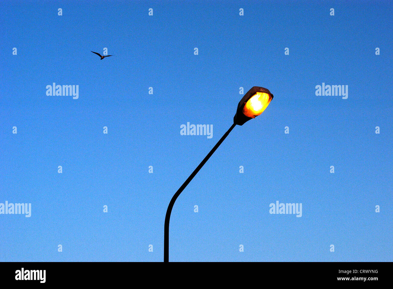 Lamp and flies hi-res stock photography and images - Alamy