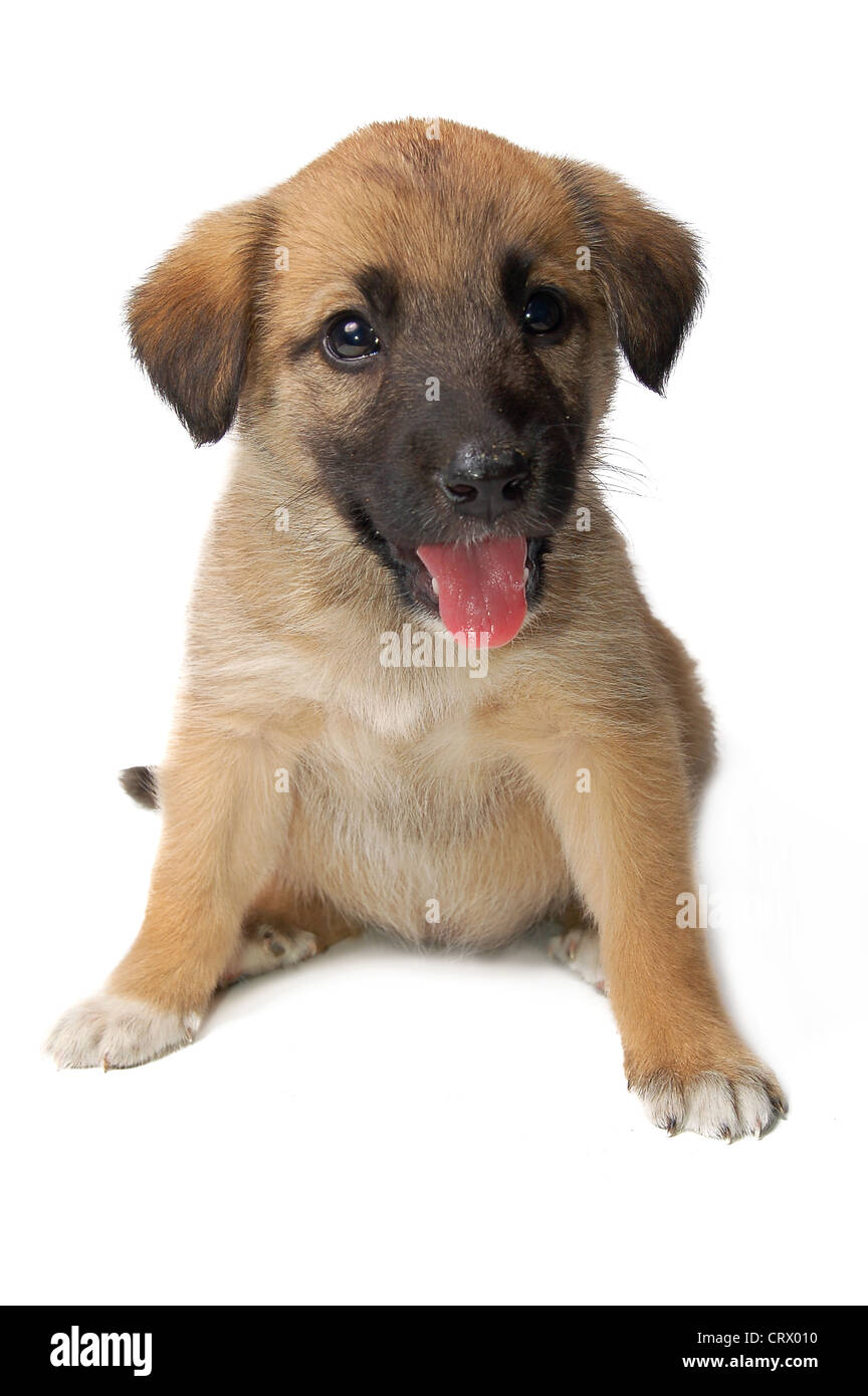 Cute puppy on white background Stock Photo - Alamy
