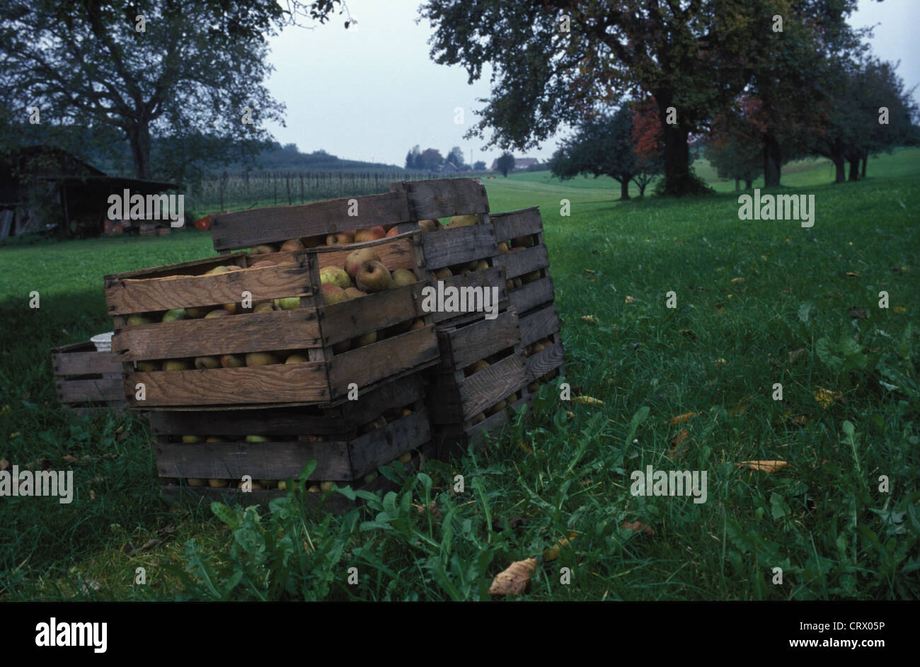 Fruit boxes with fresh apples in an orchard Stock Photo - Alamy