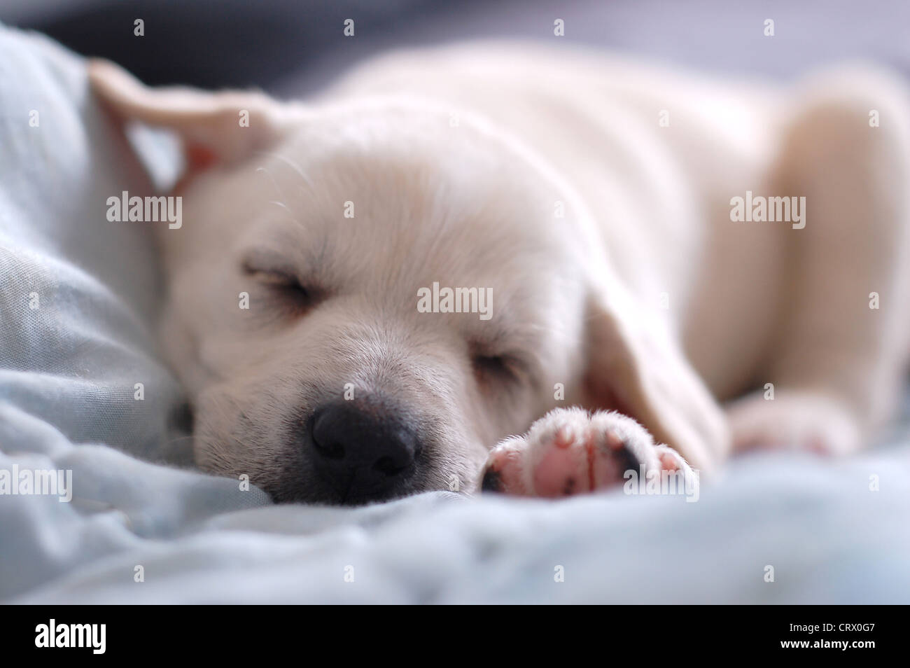 Sleeping Labrador puppy Stock Photo - Alamy