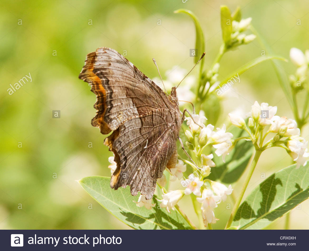 Zephyrus High Resolution Stock Photography and Images - Alamy