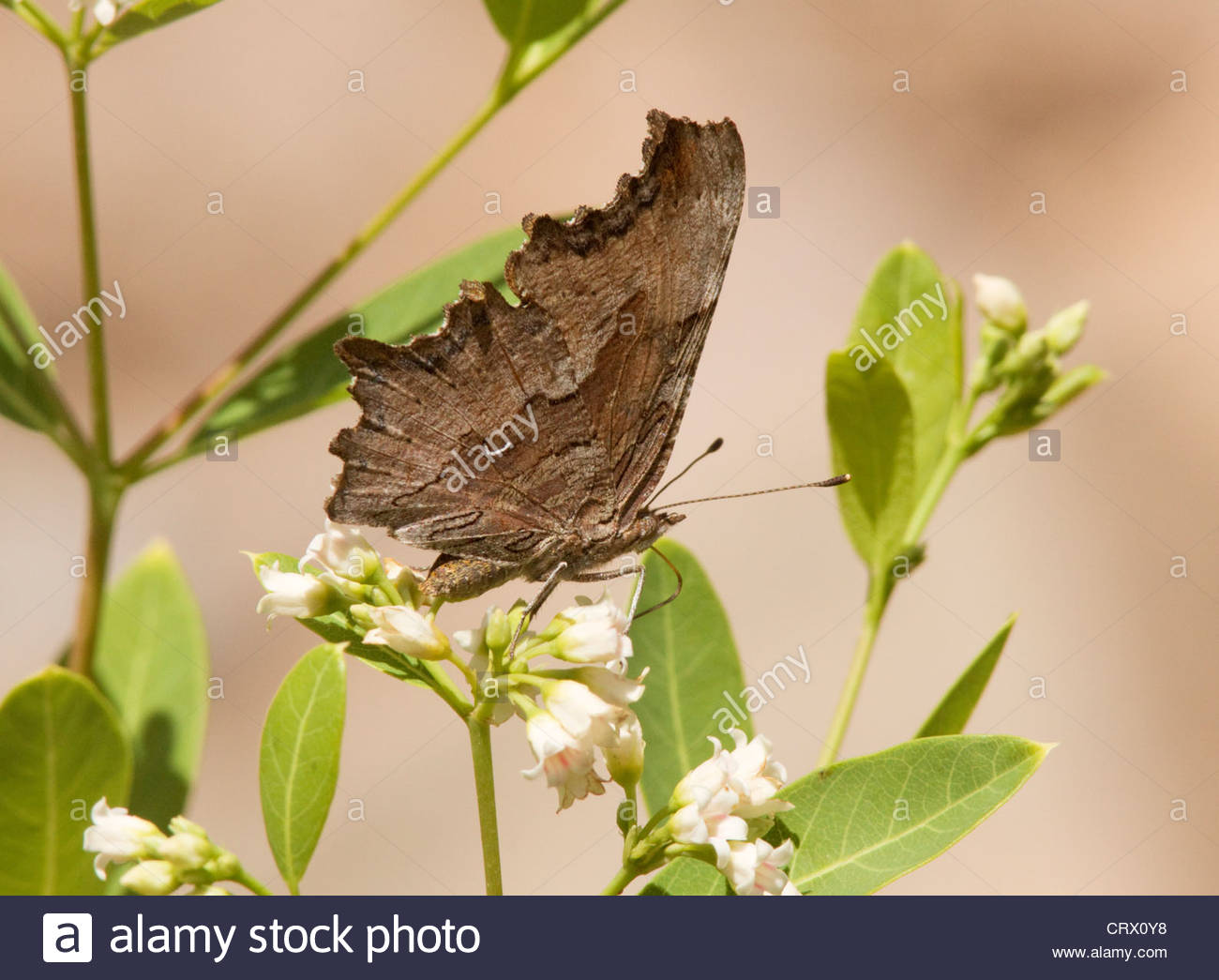 Zephyr Hoary Comma High Resolution Stock Photography and Images - Alamy