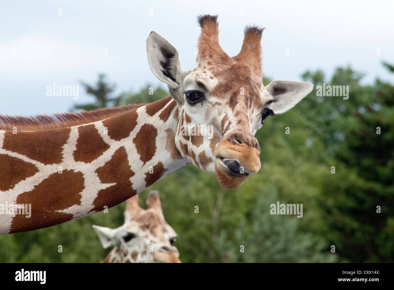 giraffe (Giraffa camelopardalis), Serengeti Park, Hodenhagen, Lower ...