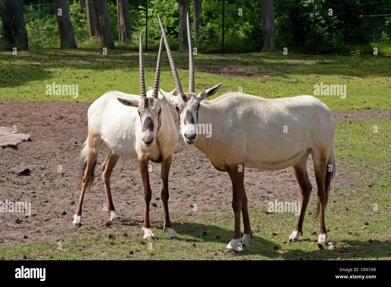 Arabischer spiessbock hi-res stock photography and images - Alamy