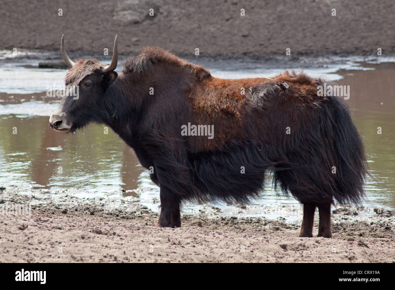 Yak (Bos mutus grunniens), Serengeti Park, Hodenhagen, Lower Saxony ...