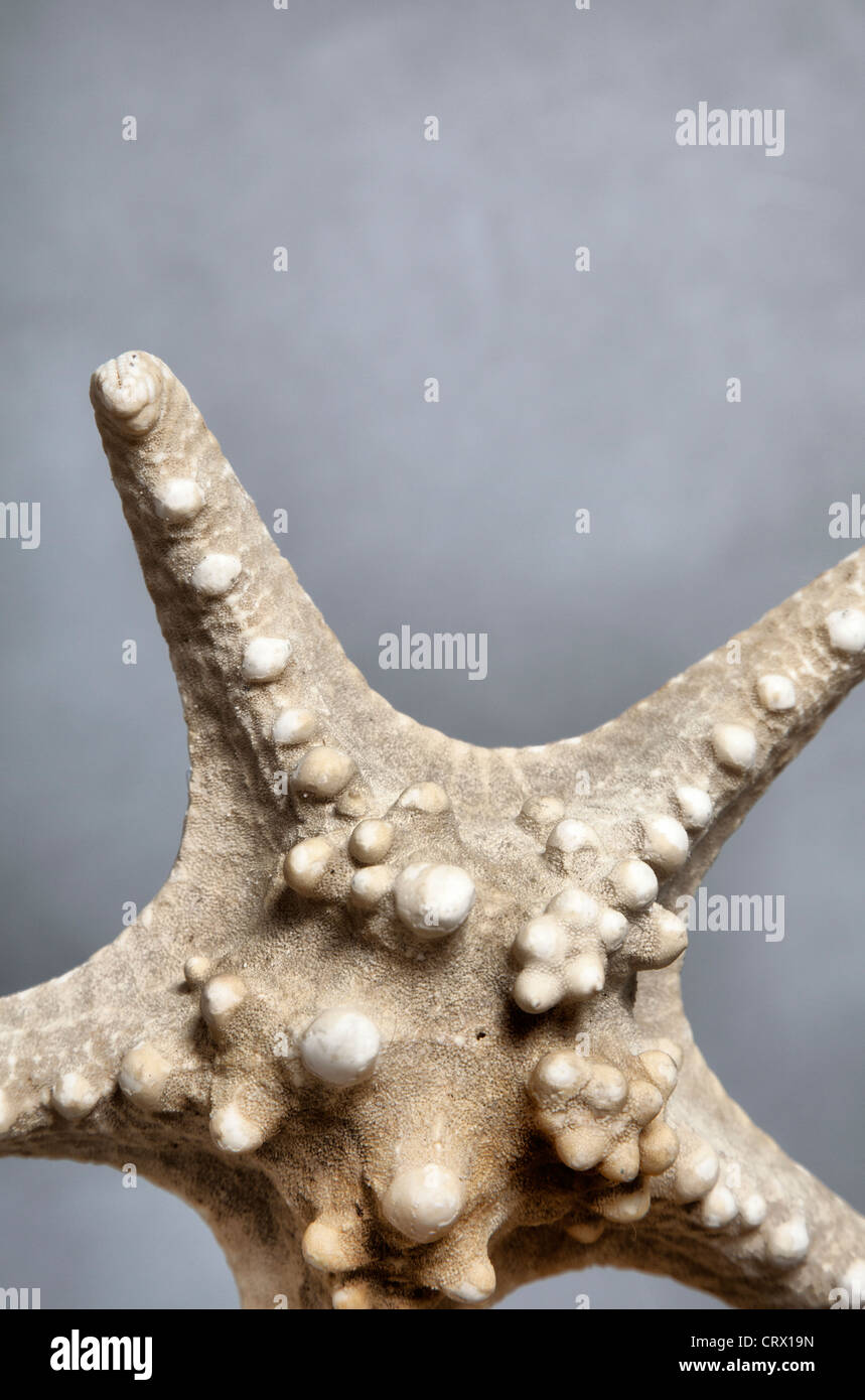 Seashell exoskeleton hi-res stock photography and images - Alamy