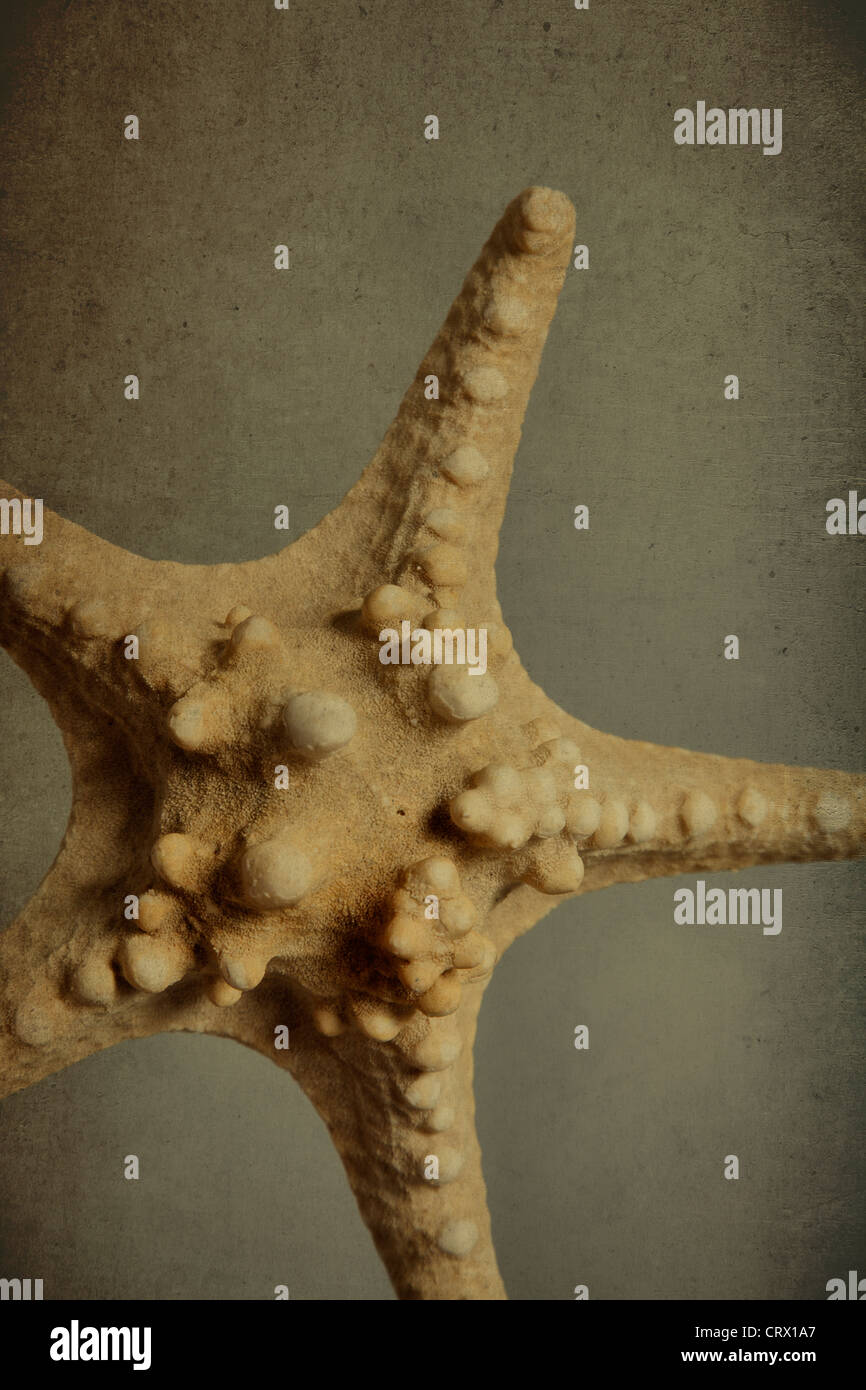 Fossil starfish hi-res stock photography and images - Alamy