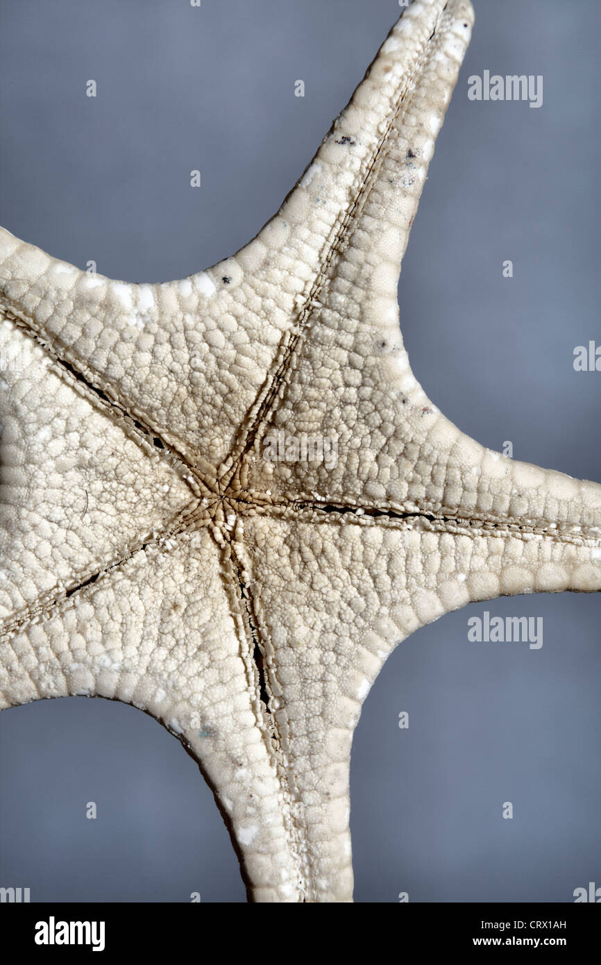 Starfish Teeth