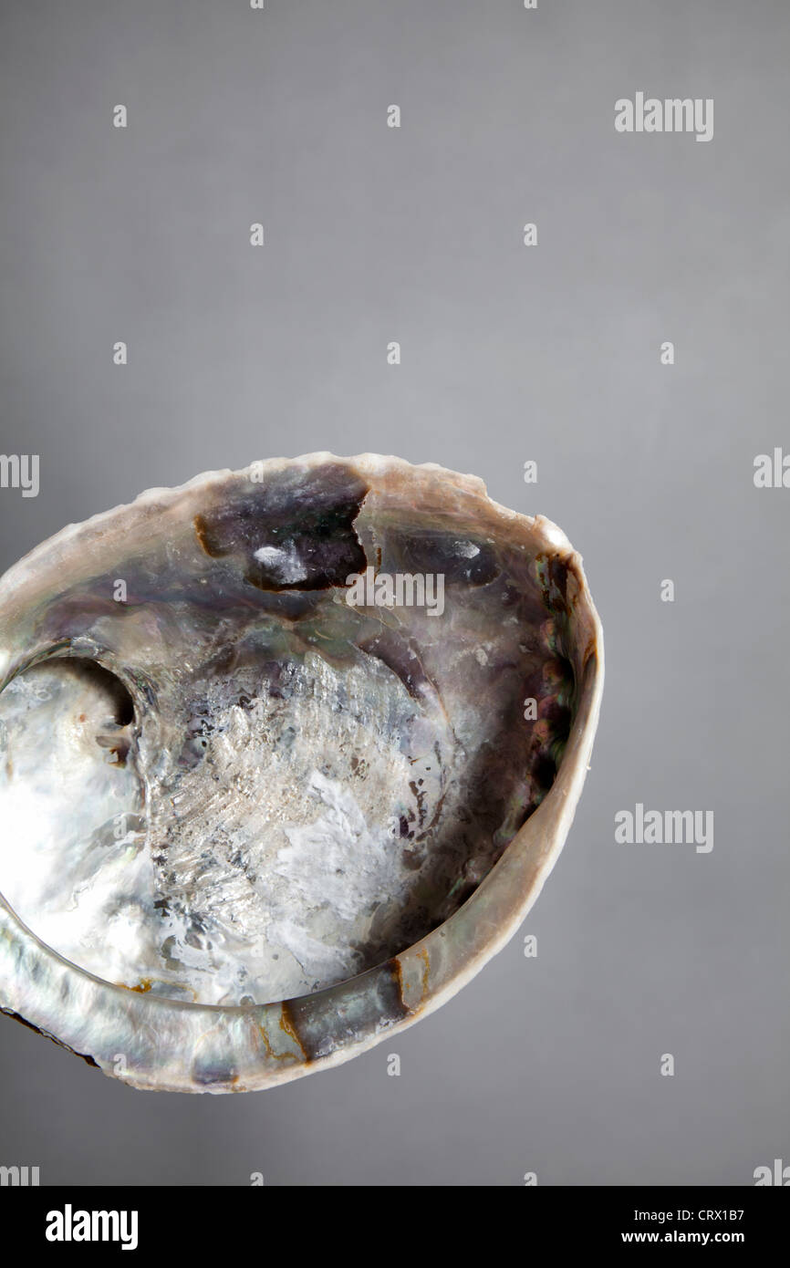 Weird shell hi-res stock photography and images - Alamy