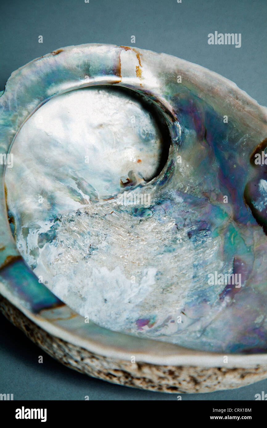 Weird shell hi-res stock photography and images - Alamy