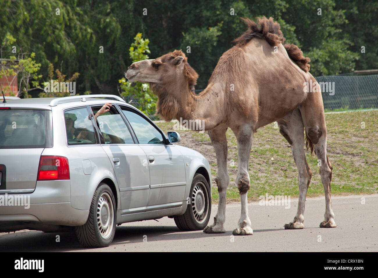 Camel car hi-res stock photography and images - Alamy