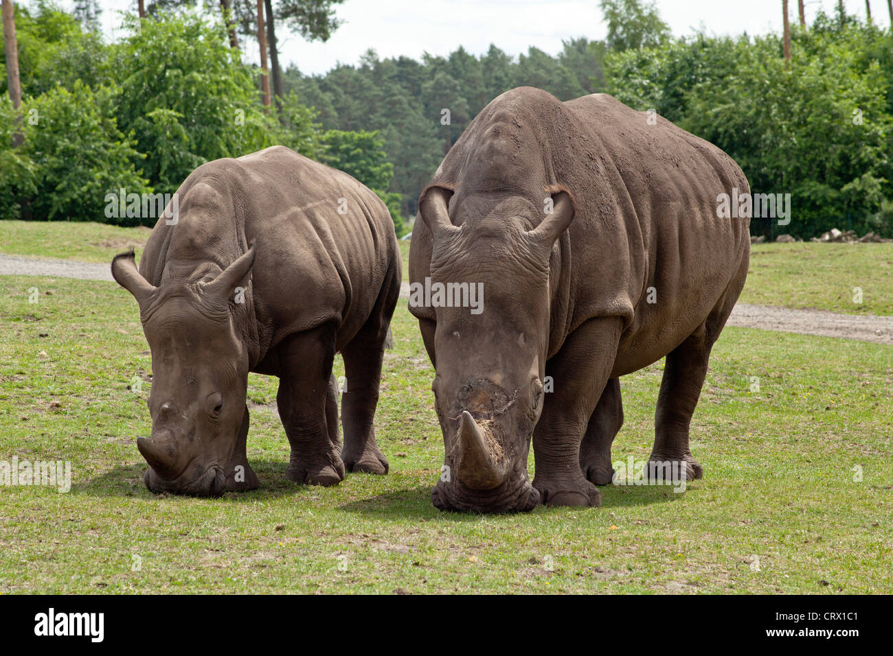 white rhinoceroses (square-lipped rhinoceros, Ceratotherium simum ...