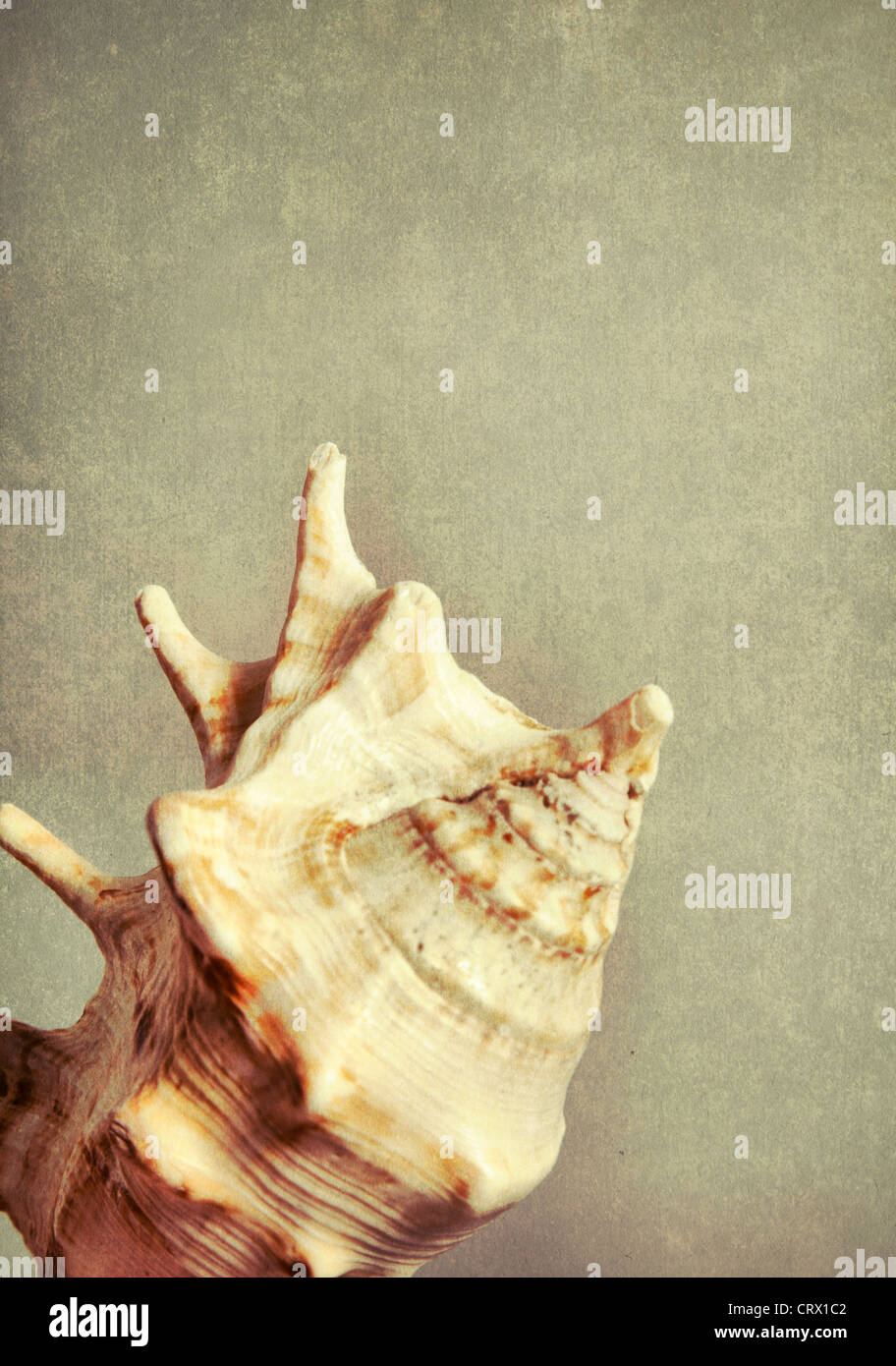 Ugly sea shell hi-res stock photography and images - Alamy