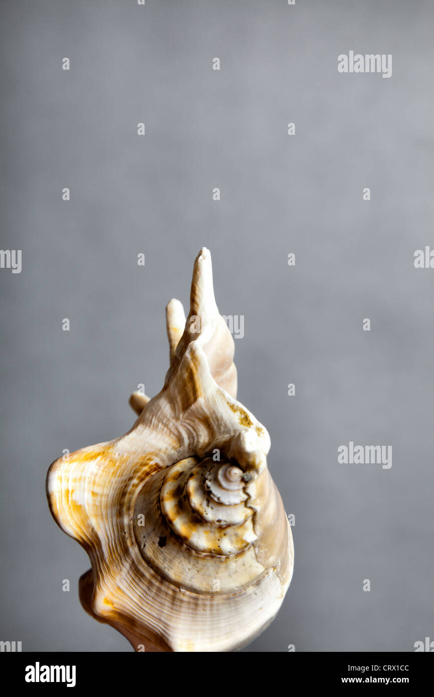 Conch shell seashell spiral hi-res stock photography and images - Alamy