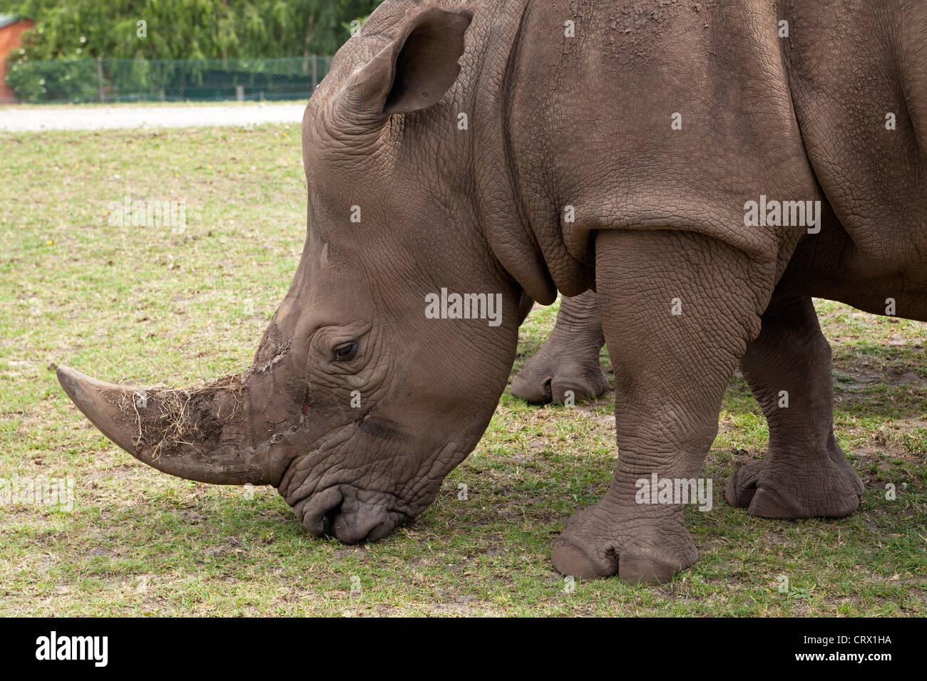 White rhino legs hi-res stock photography and images - Alamy