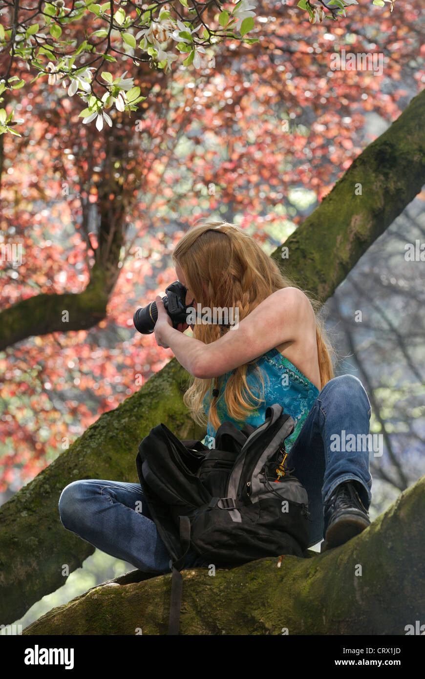 Female photographer sitting in a tree photographing Stock Photo - Alamy