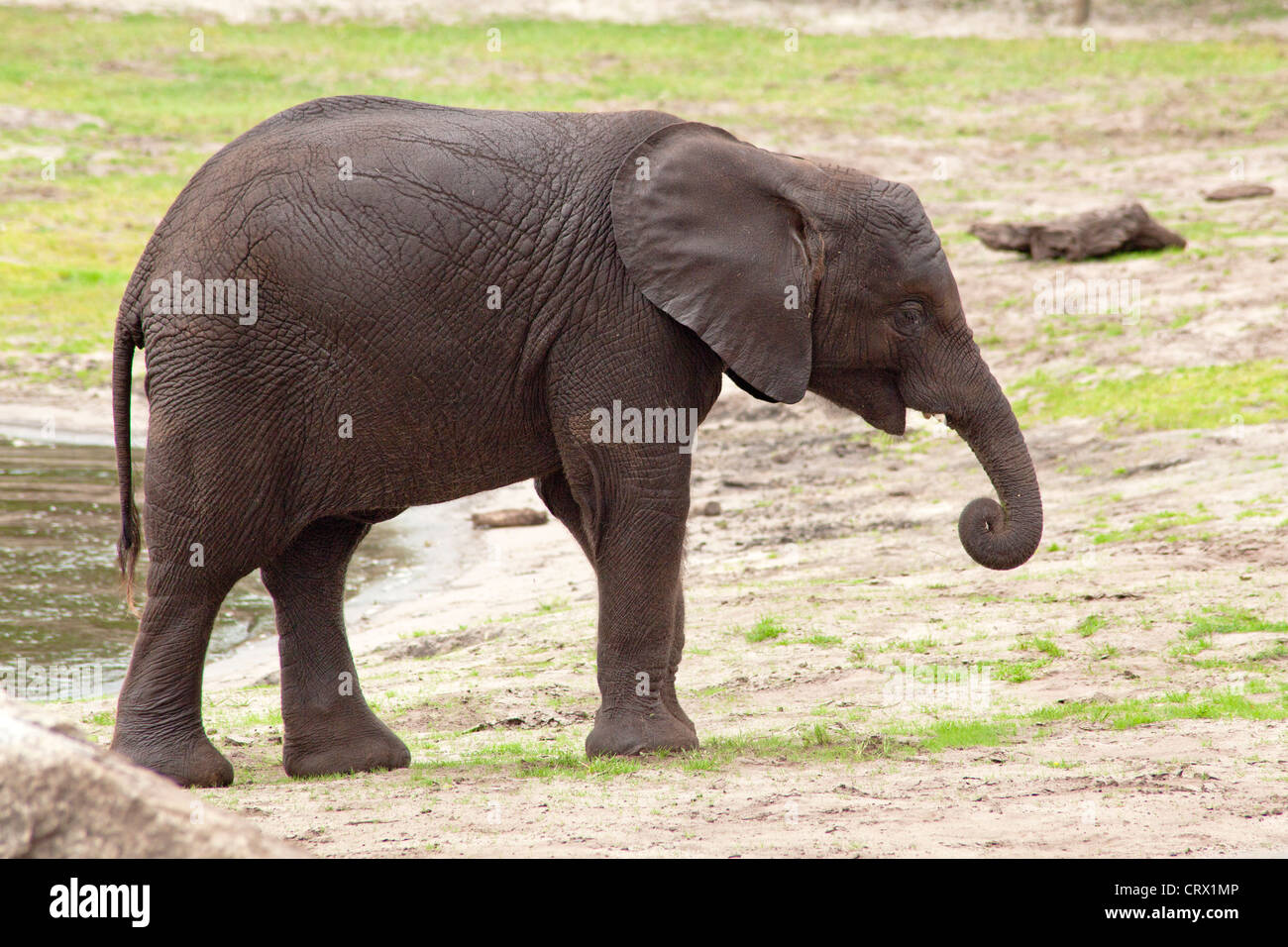 African bush elephant (African savanna elephant, Loxodonta africana ...