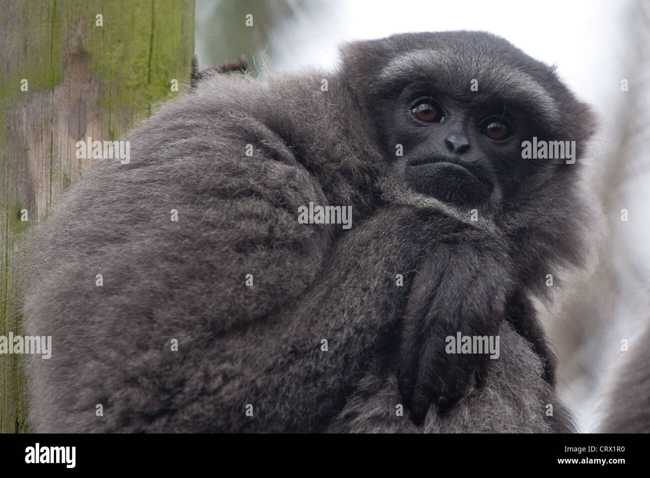 staring Javan gibbon Stock Photo - Alamy
