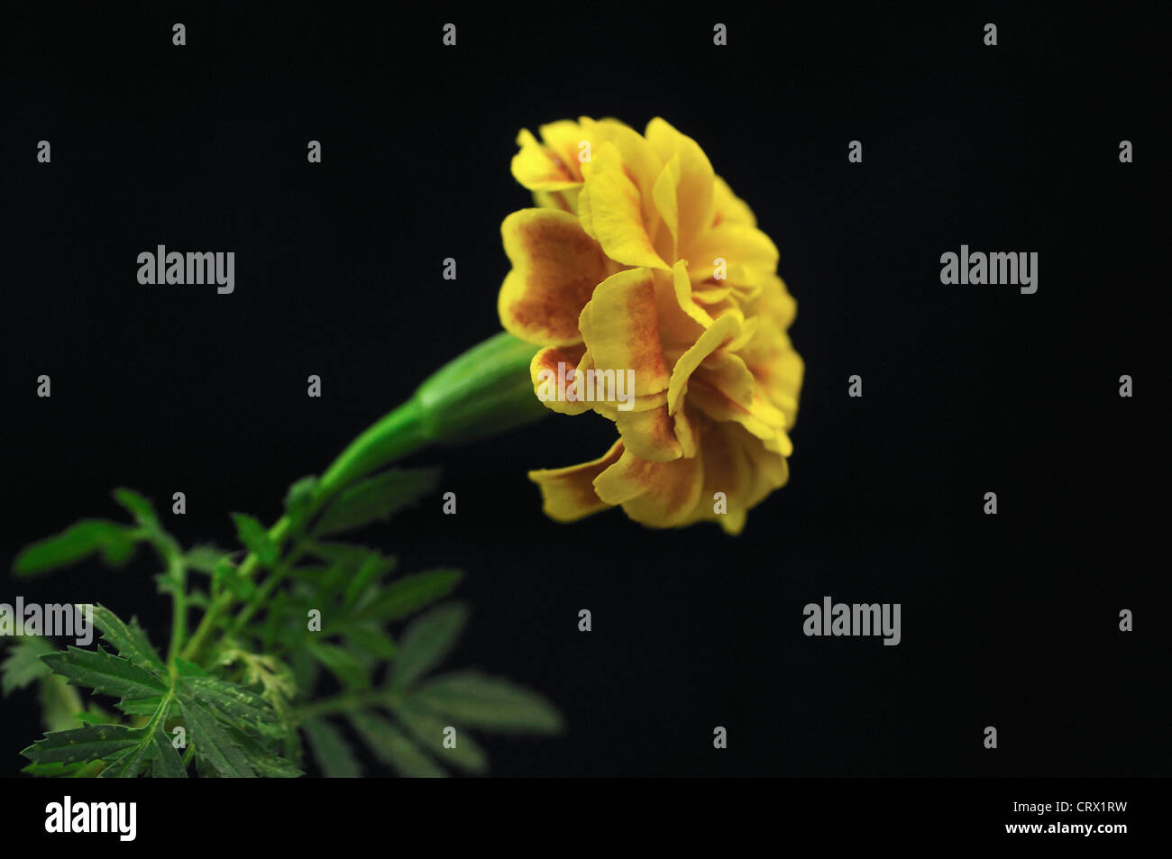 Flower patel hi-res stock photography and images - Alamy