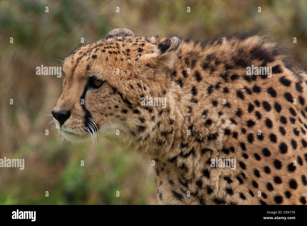 Cheetah eye close up hi-res stock photography and images - Alamy
