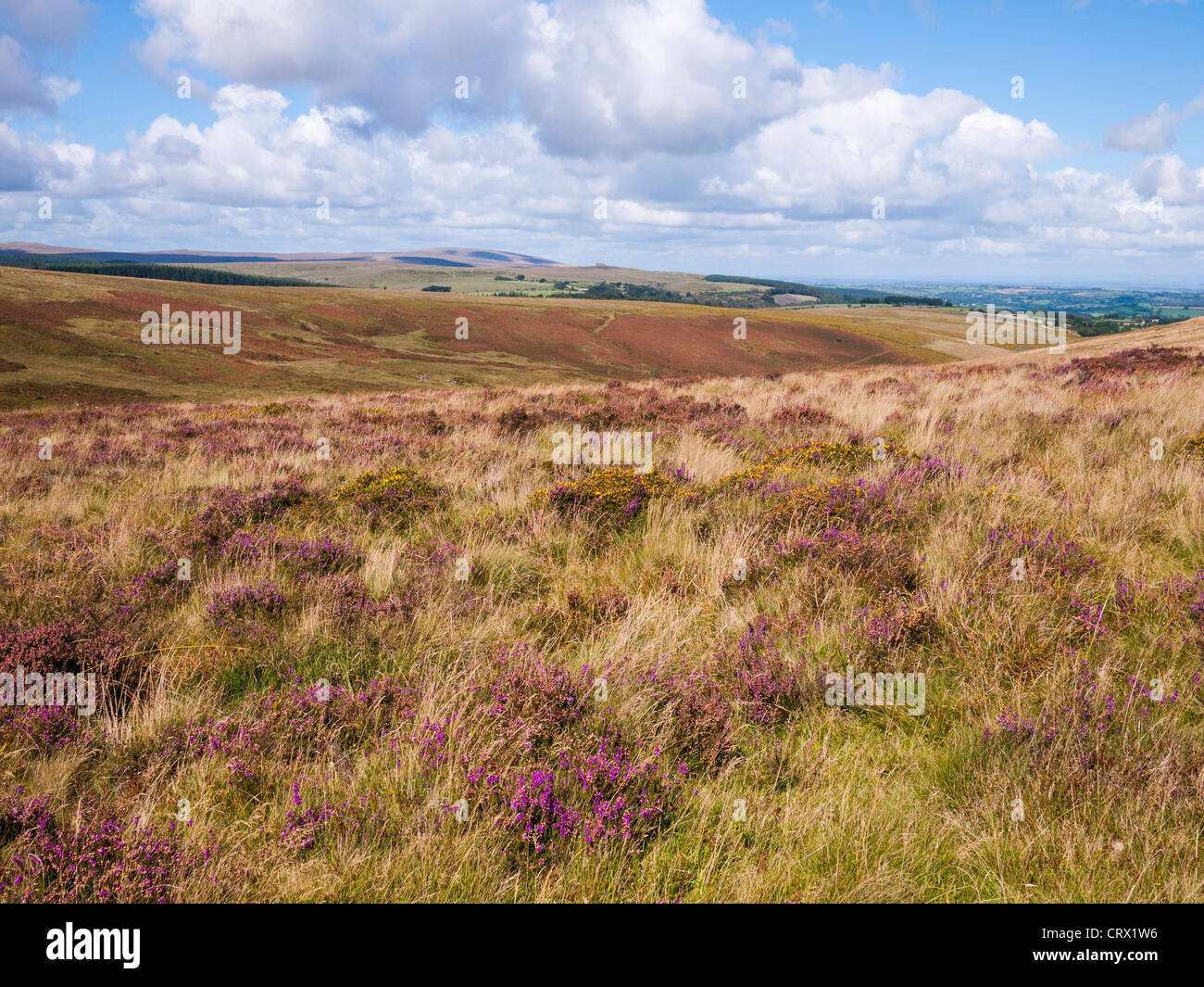 Summer dartmoor national park hi-res stock photography and images - Alamy