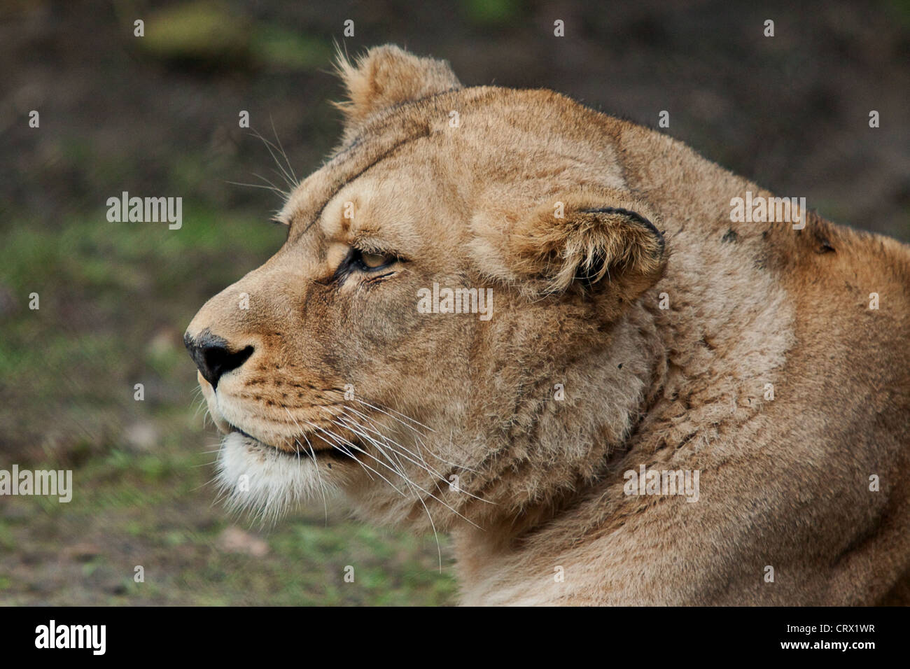 Lioness looking back hi-res stock photography and images - Alamy