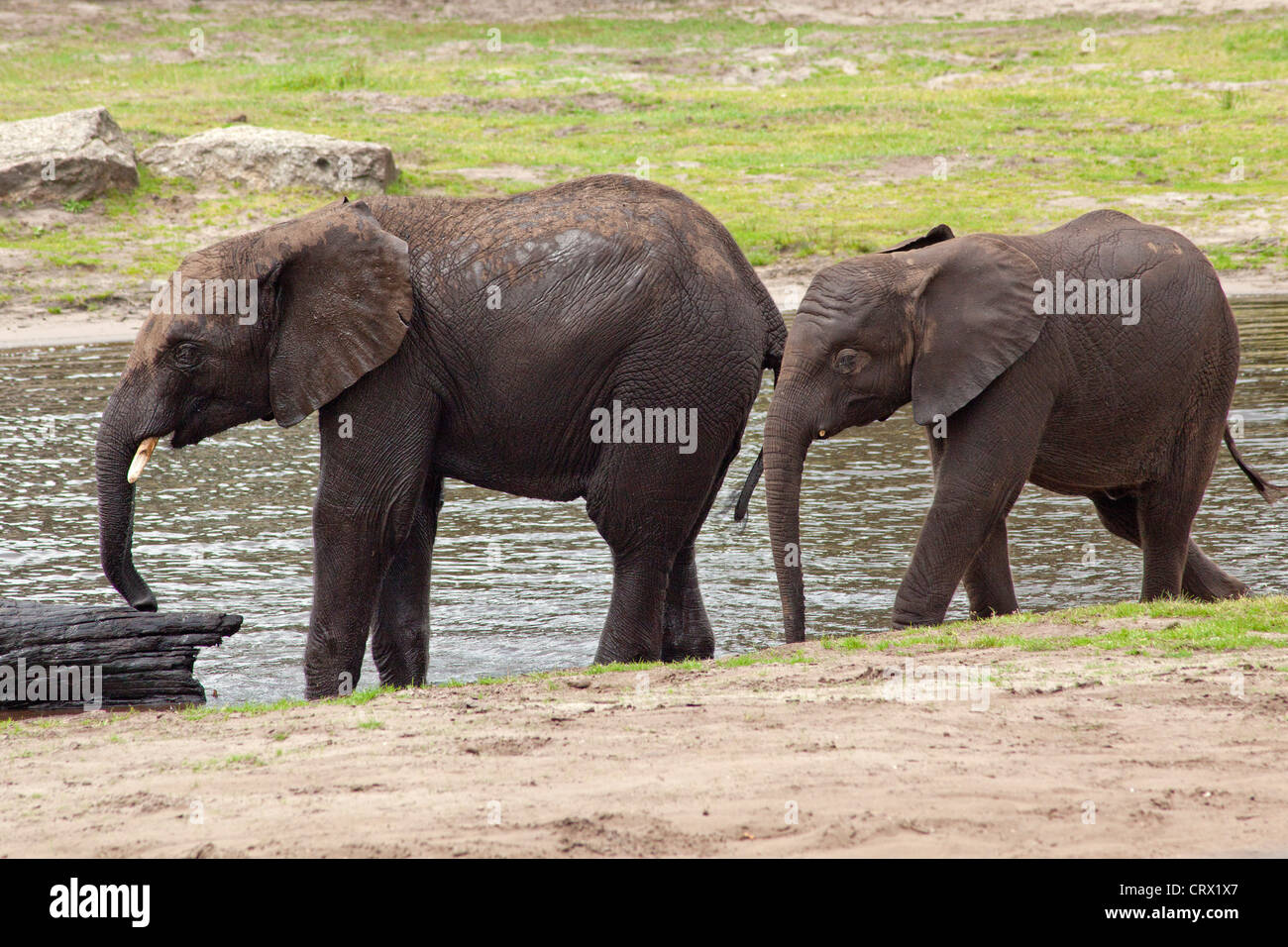 young African bush elephants (African savanna elephant, Loxodonta ...
