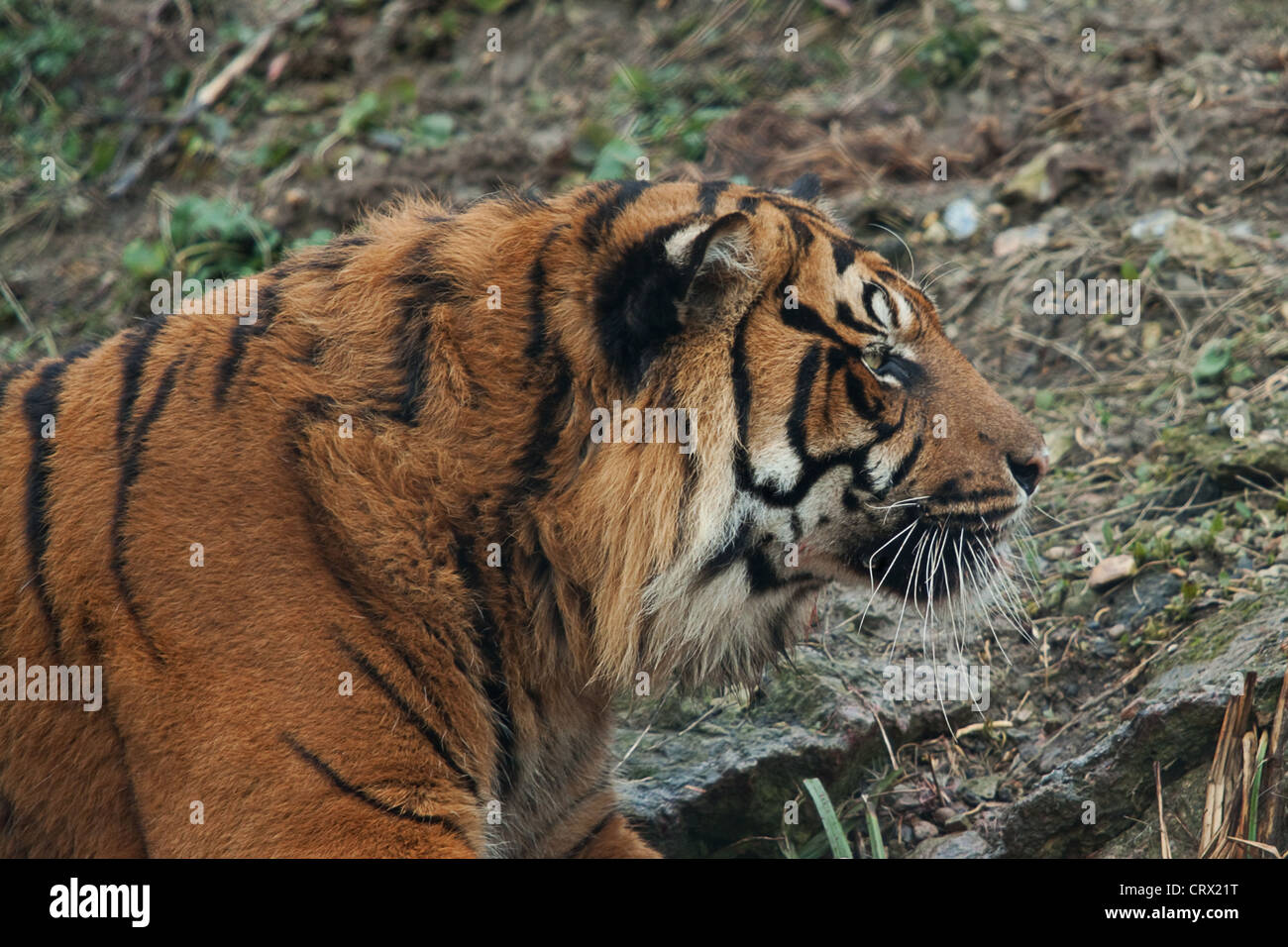 alert Indian tiger Stock Photo - Alamy