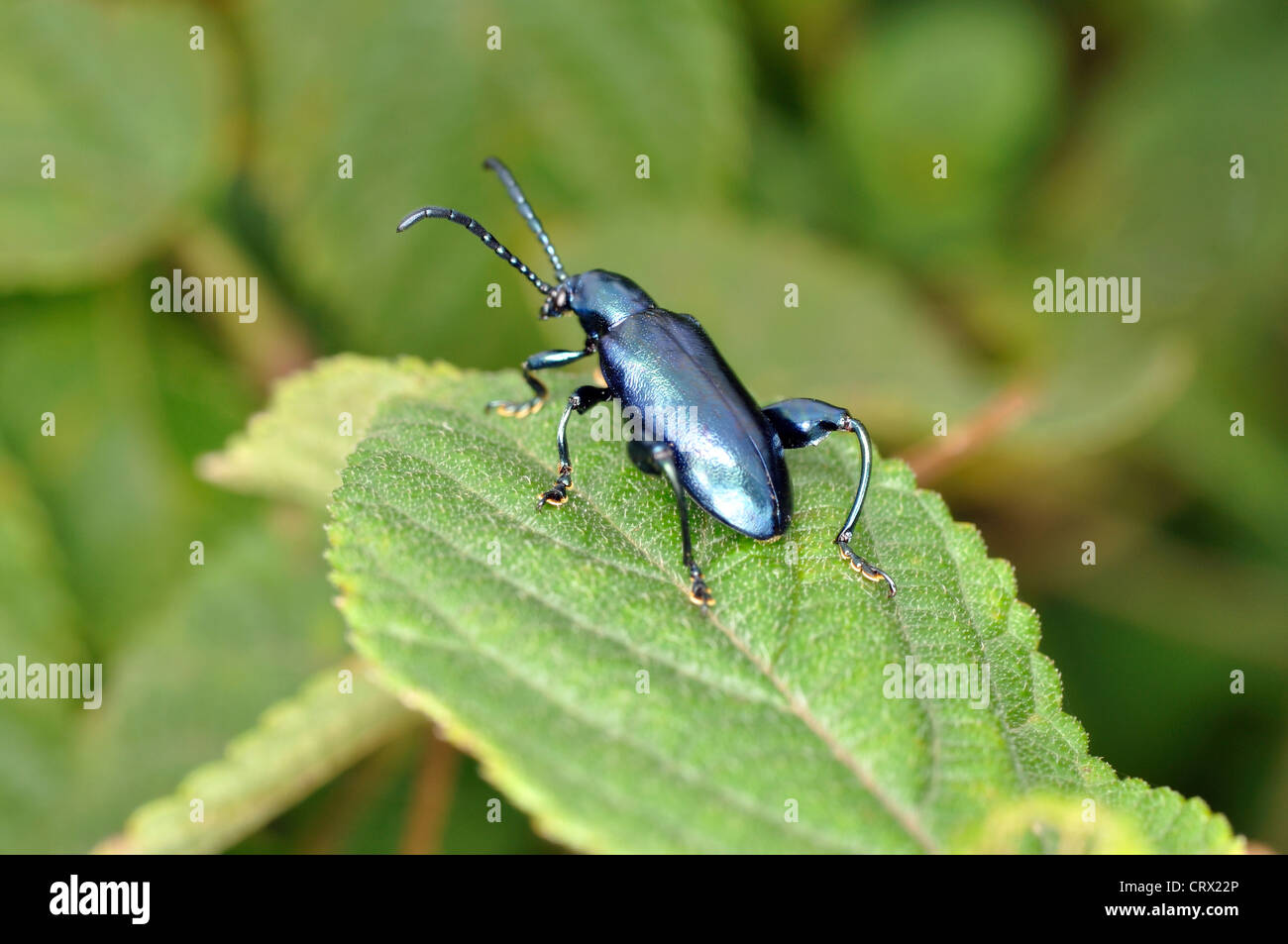 Bug poster hi-res stock photography and images - Alamy