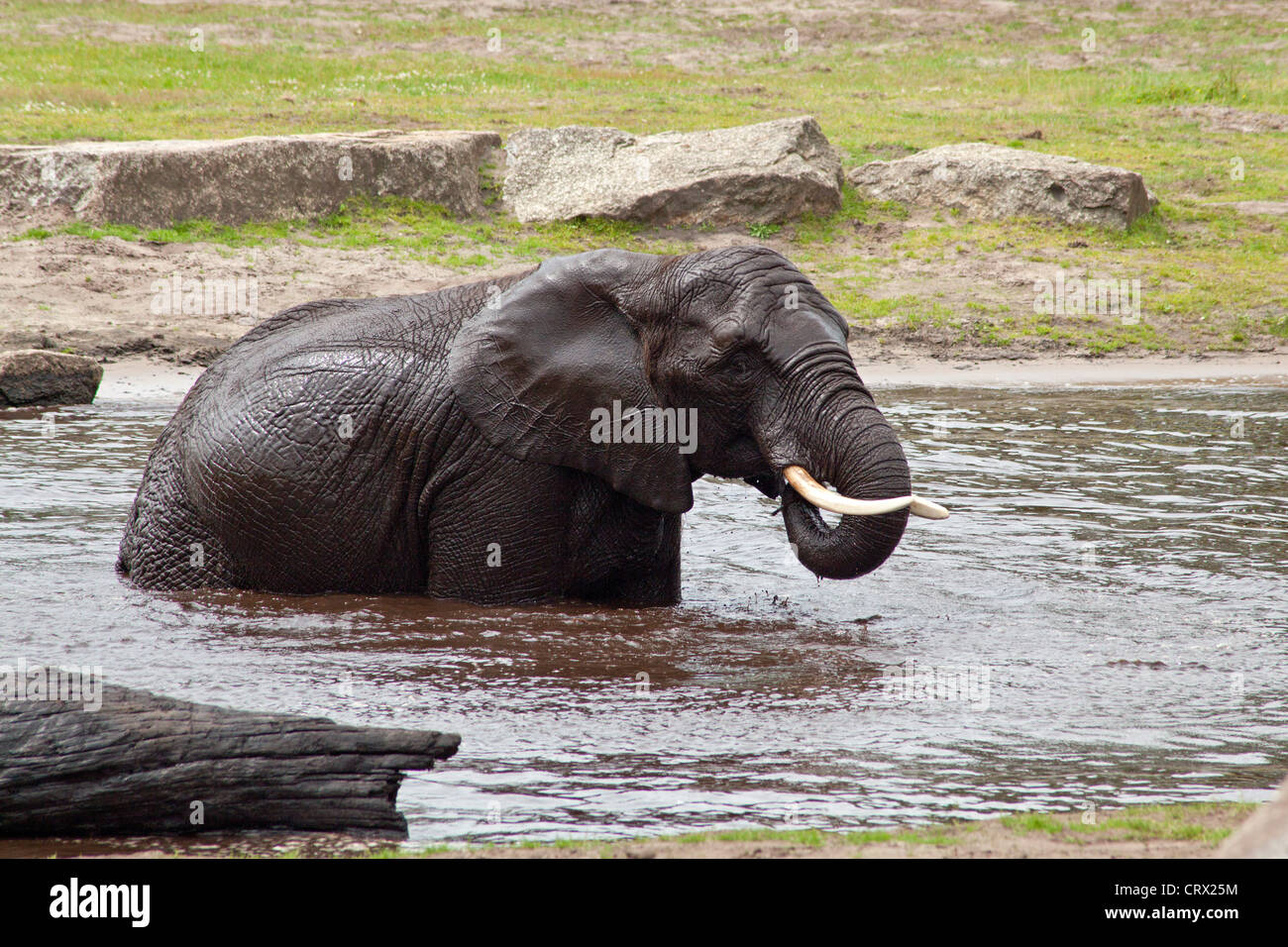 African bush elephant (African savanna elephant, Loxodonta africana ...