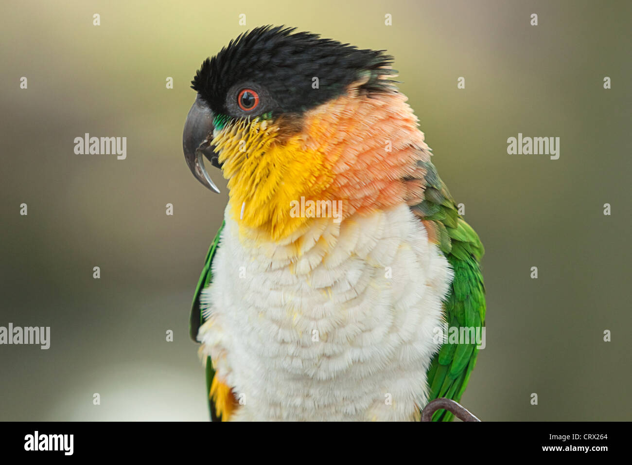 black headed caique portrait Stock Photo - Alamy
