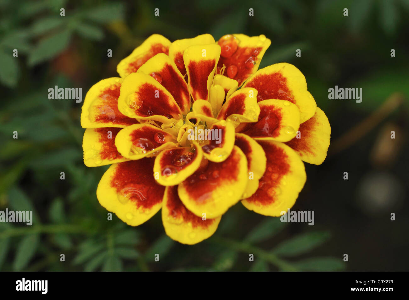 Indian Marigold Flower High Resolution Stock Photography and Images - Alamy