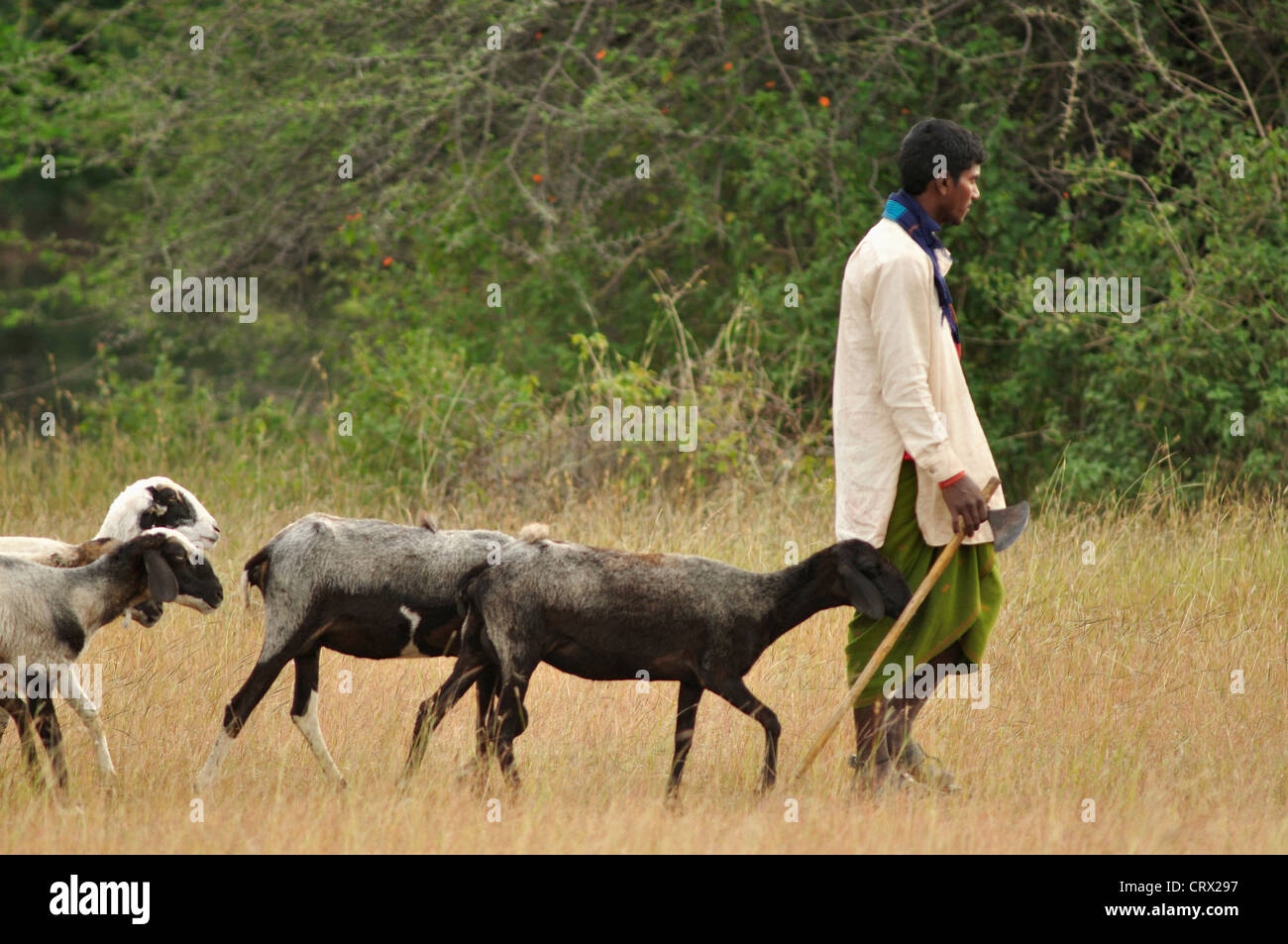 Dhangar boy with goats Stock Photo - Alamy