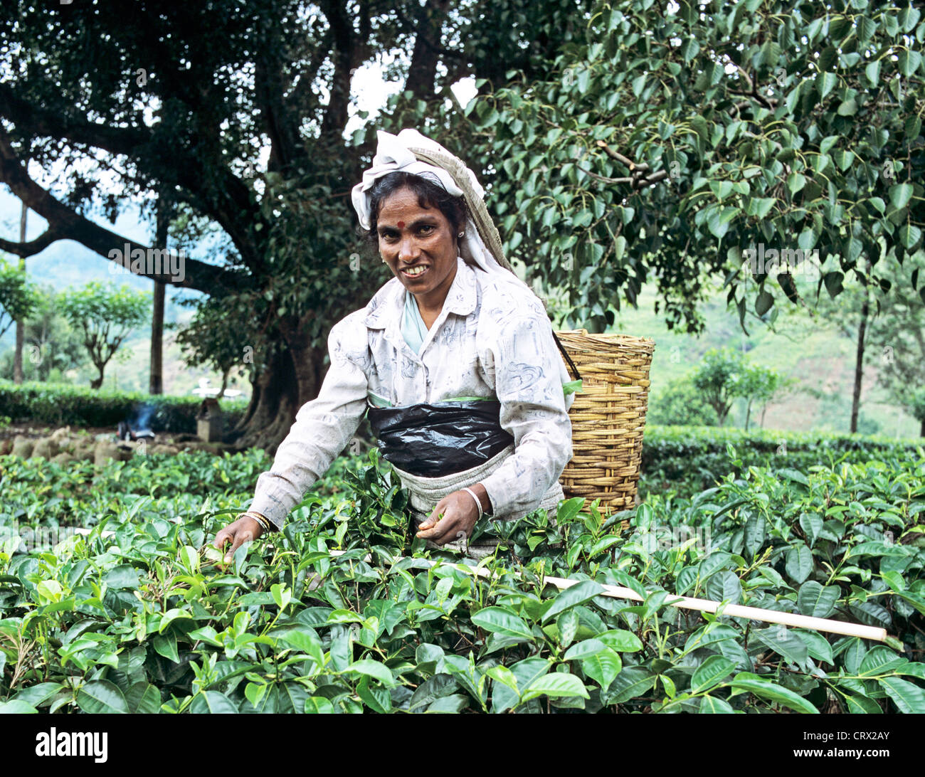 Female tea picking hi-res stock photography and images - Alamy