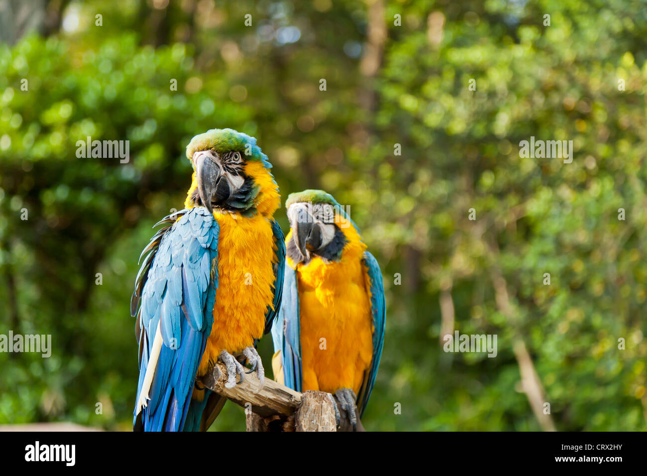 Macaw parrot ararauna hi-res stock photography and images - Alamy