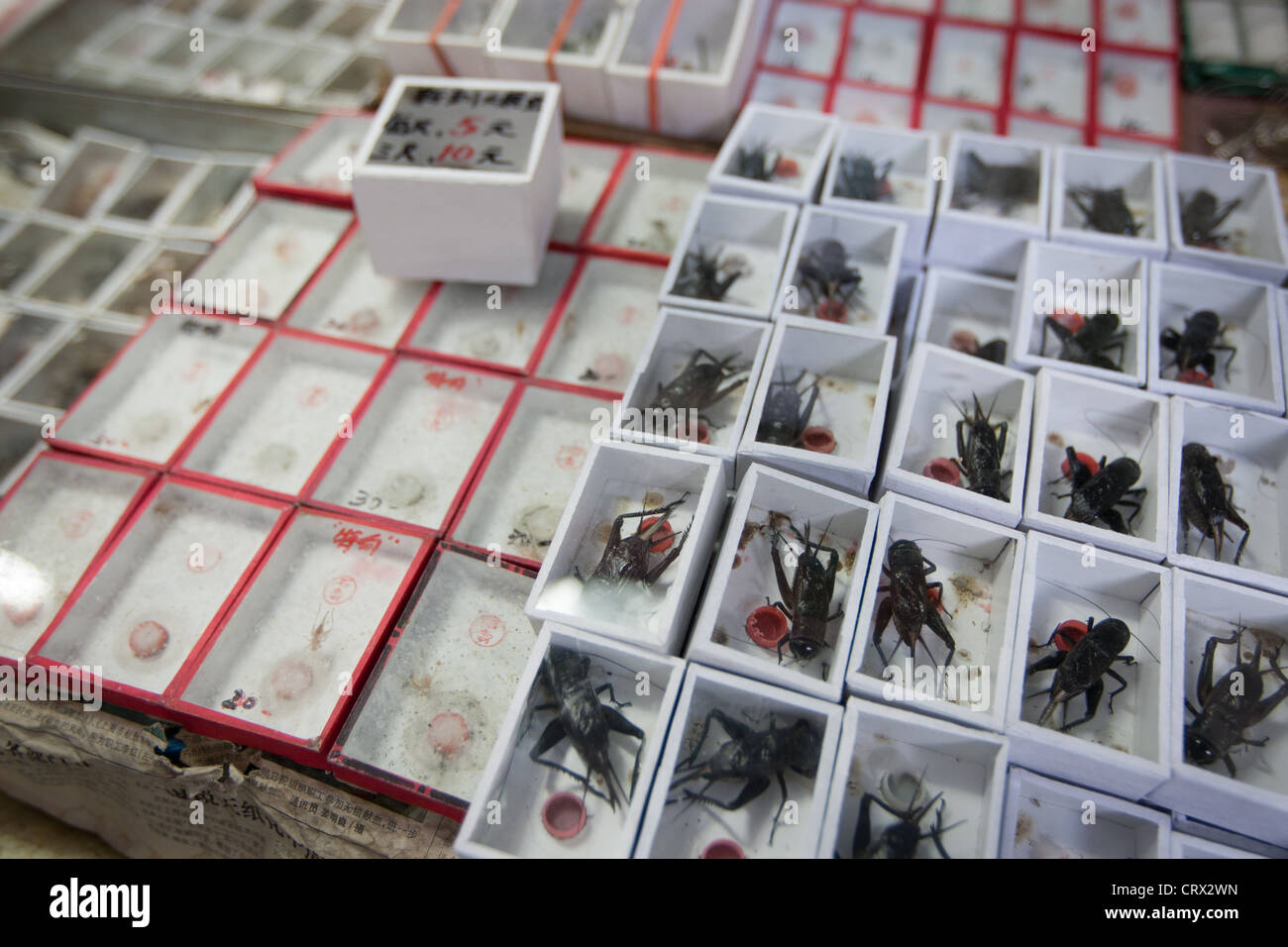 China insects hi-res stock photography and images - Alamy