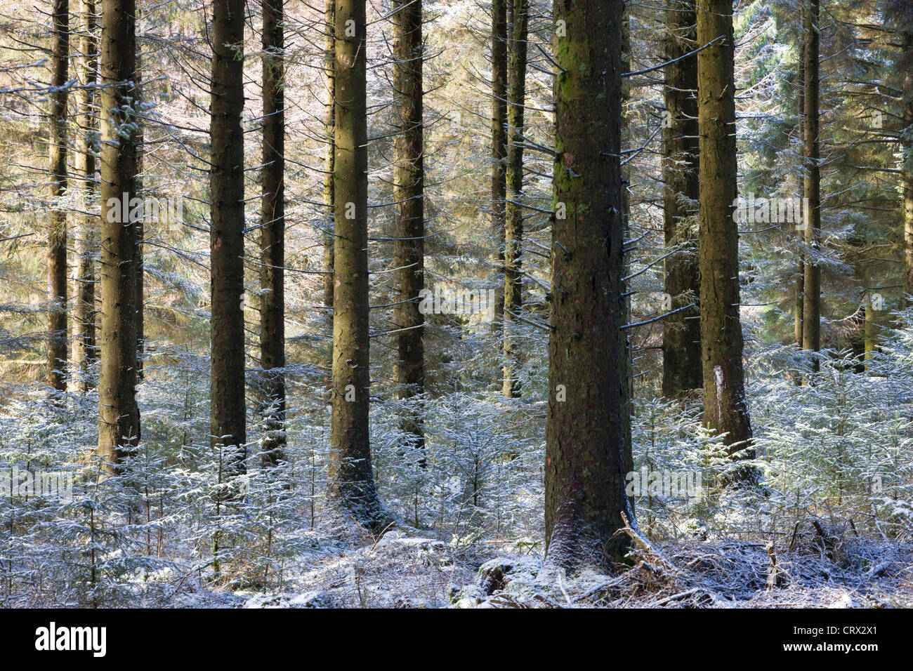Dusting of snow hi-res stock photography and images - Alamy