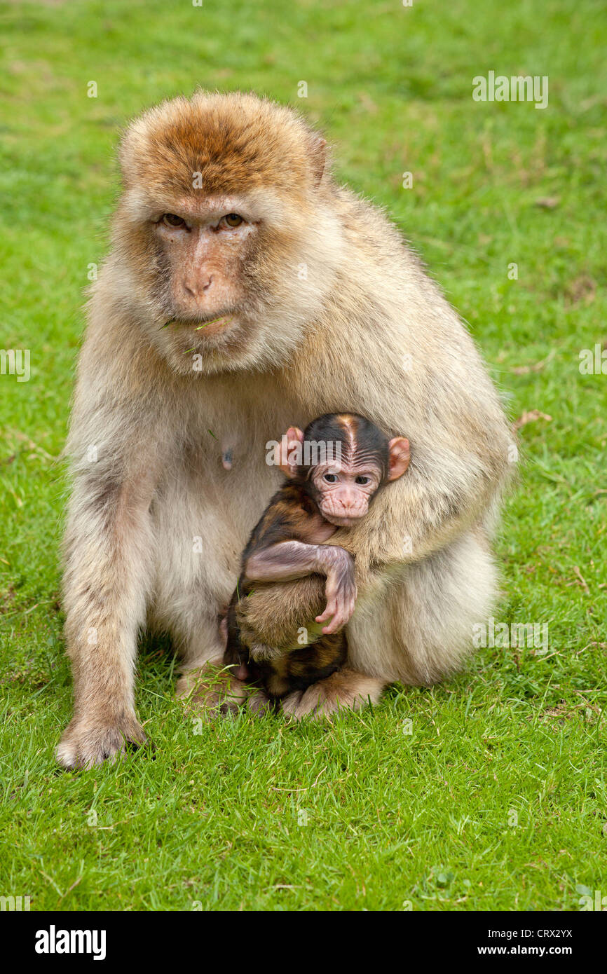 Monkey cub hi-res stock photography and images - Alamy
