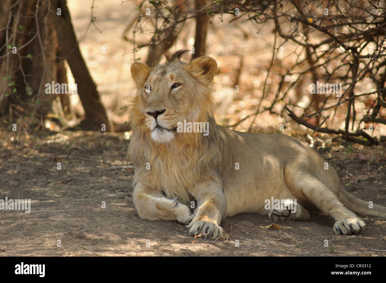 Asiatic lion hi-res stock photography and images - Alamy