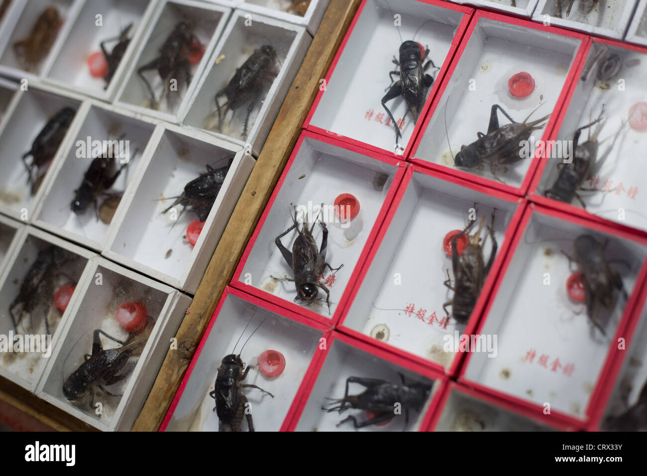 Insect and Bird market, in Shanghai, China Stock Photo - Alamy