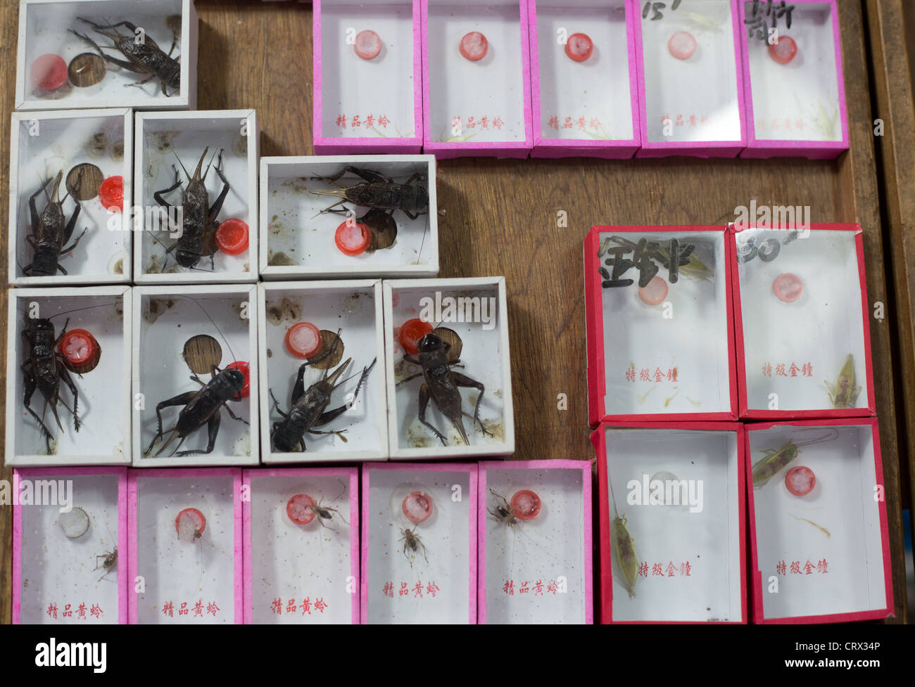 China insects hi-res stock photography and images - Alamy