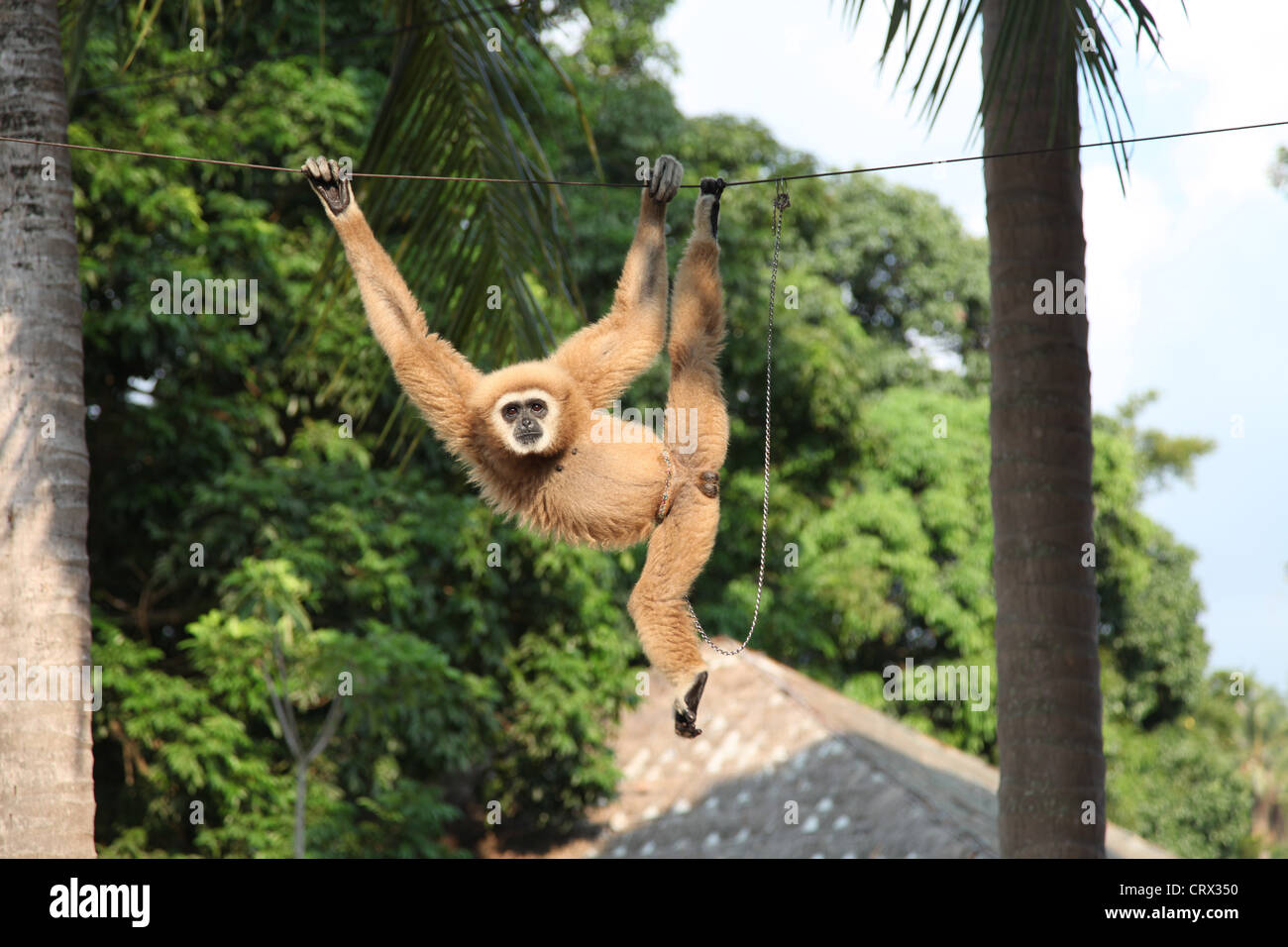 It's a photo of a monkey in a park in Koh Samui in Thailand. He is ...