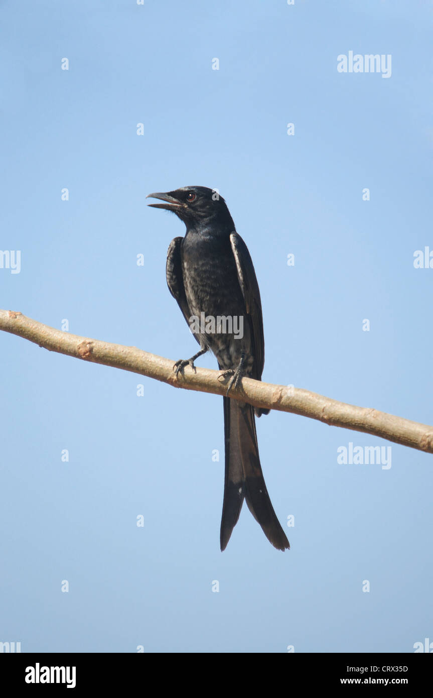 Fork-tailed drongo or common drongo or Dicrurus adsimilis Stock Photo ...