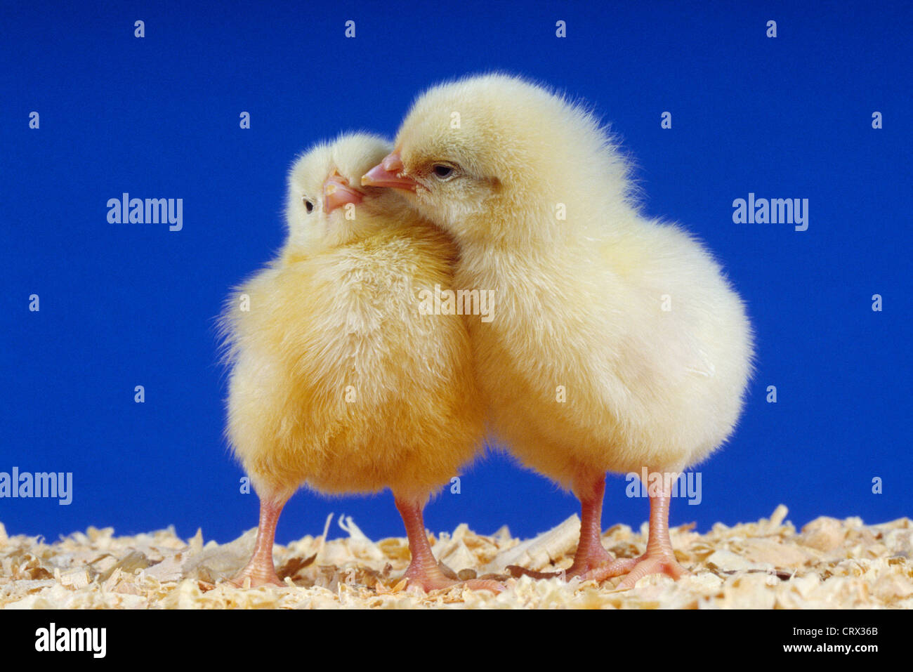 White leghorn hi-res stock photography and images - Alamy