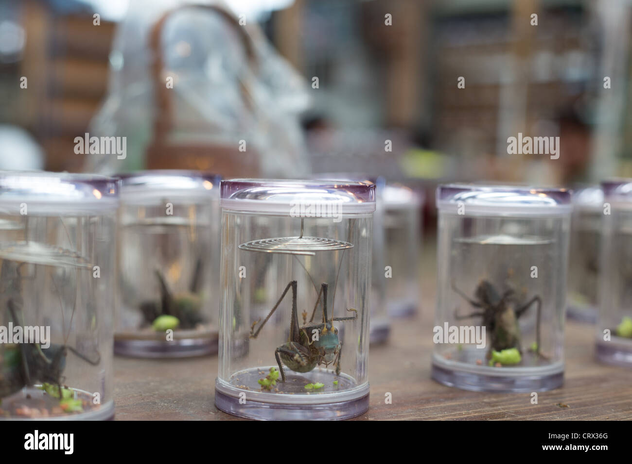 Bird insects hi-res stock photography and images - Alamy