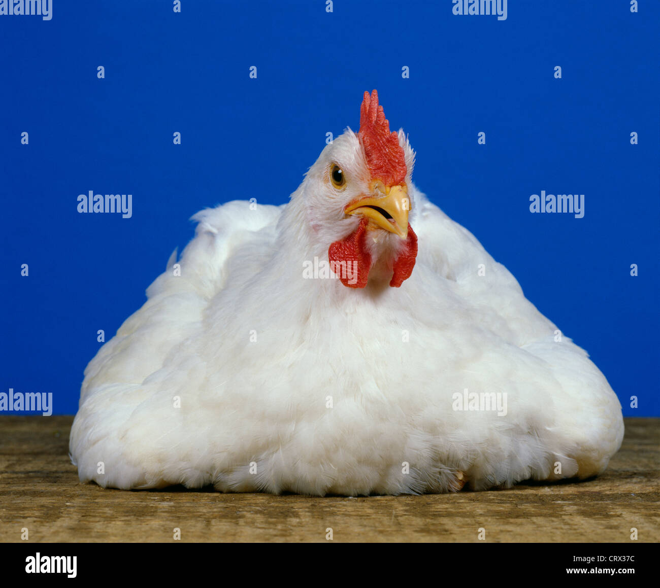 Hubbard Chicken