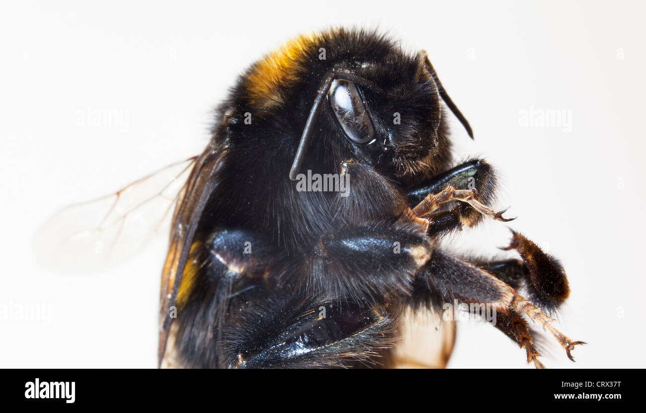 Bumble bee (macro) (Bombus, Apidae Stock Photo - Alamy