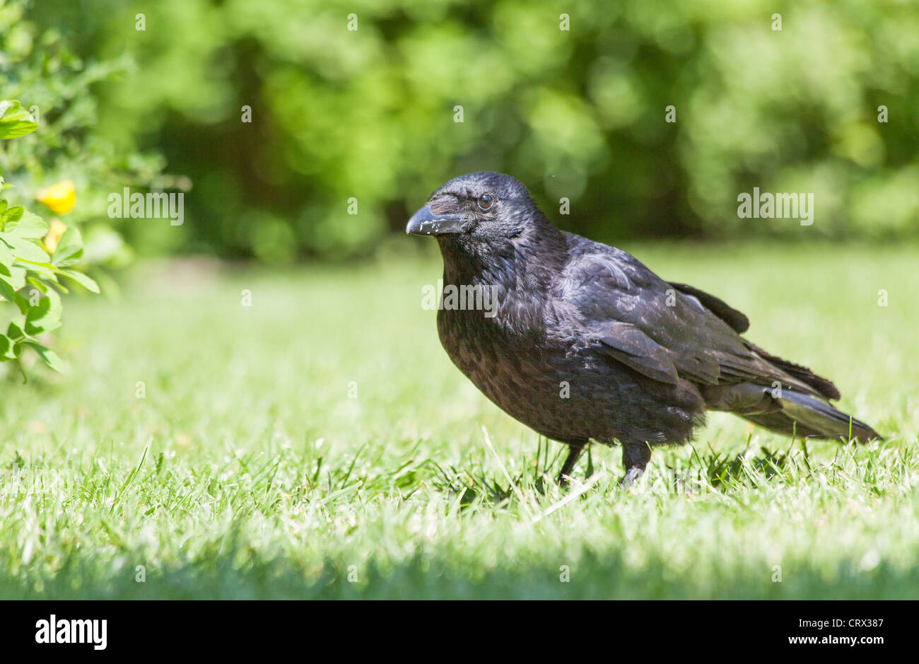 Black crow (Corvus) in an English garden Stock Photo - Alamy